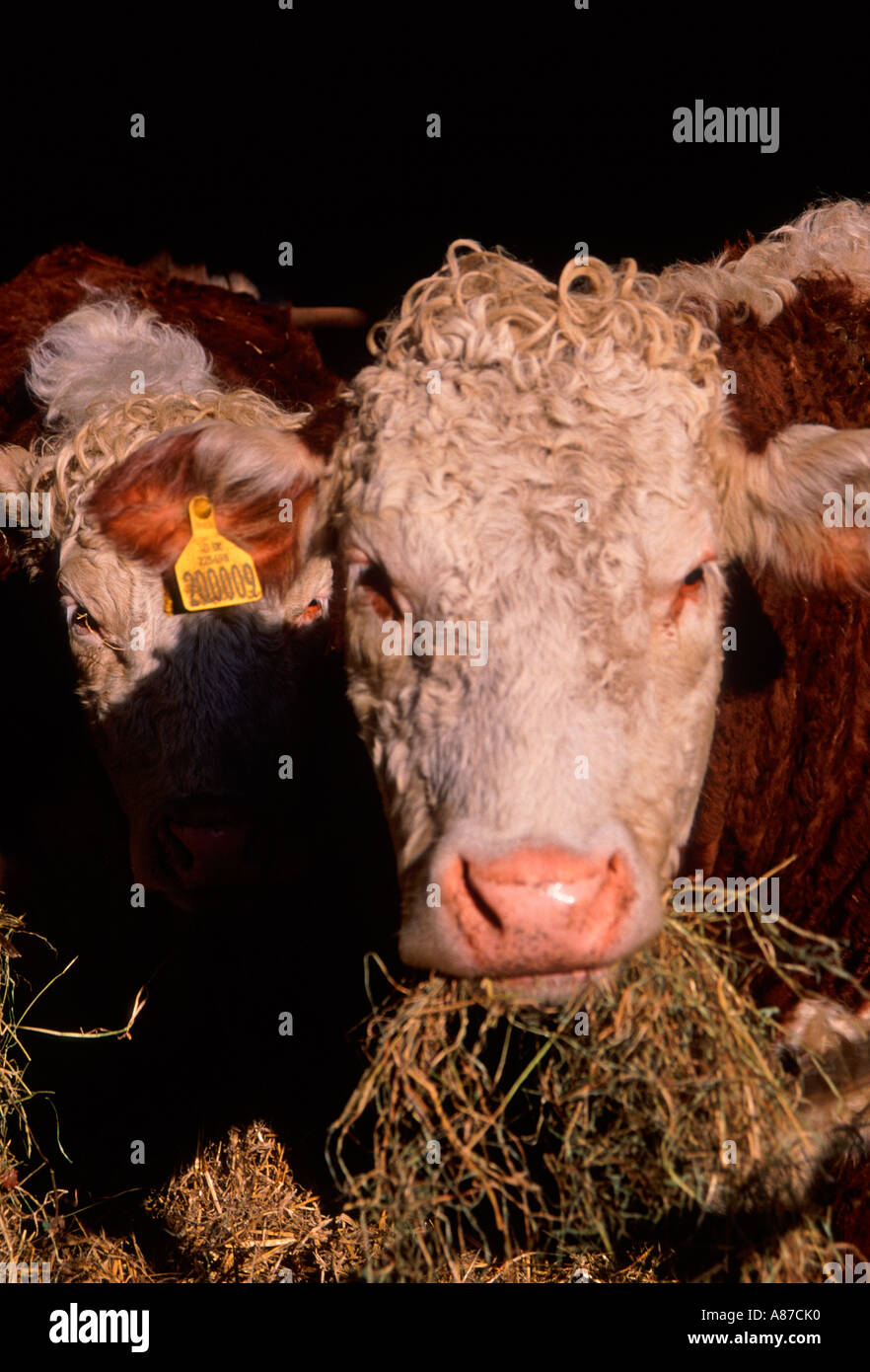 Hereford cow eating hay Stock Photo - Alamy