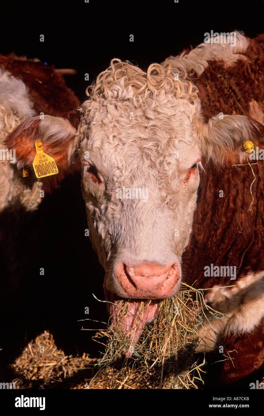 Hereford cow eating hay Stock Photo - Alamy