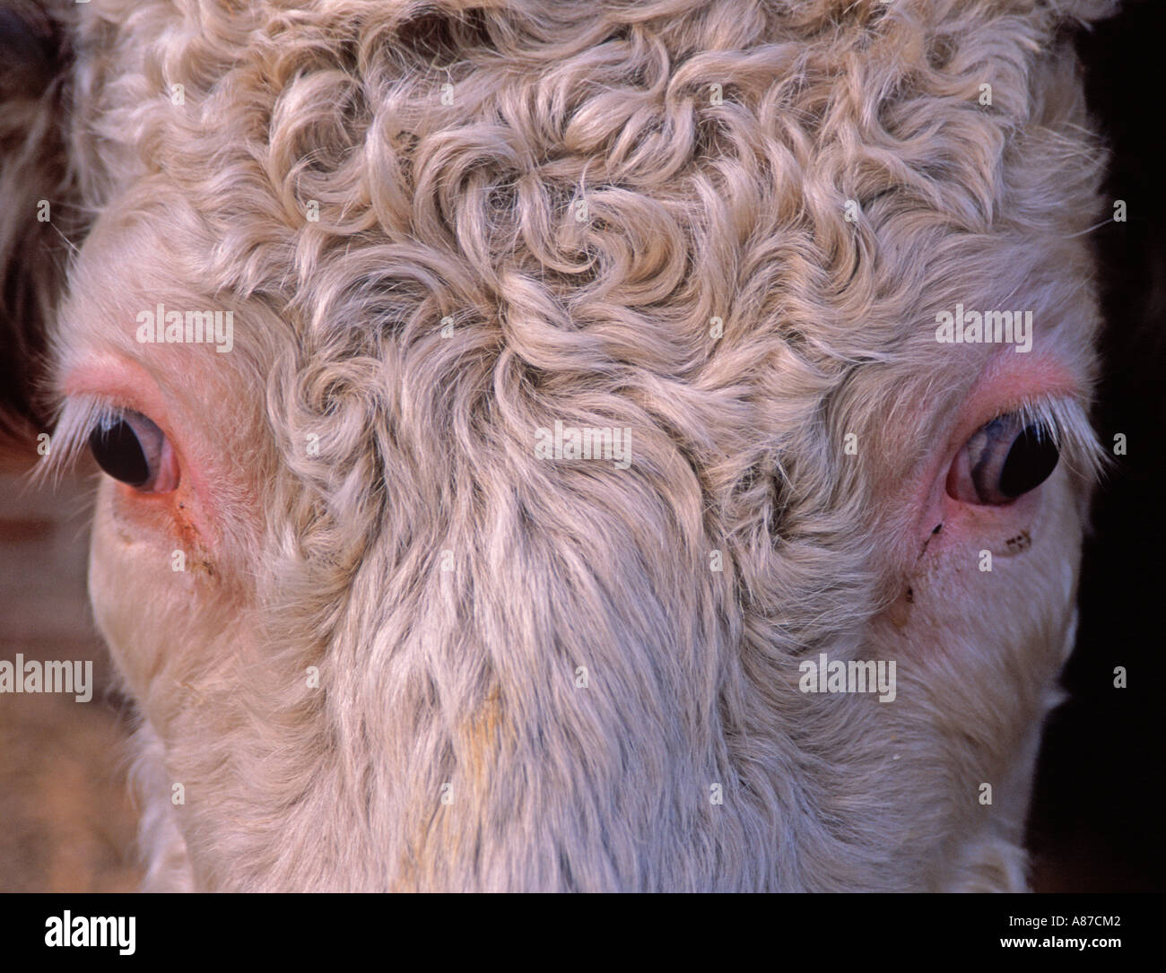 Close up Hereford cow face showing both eyes Stock Photo - Alamy