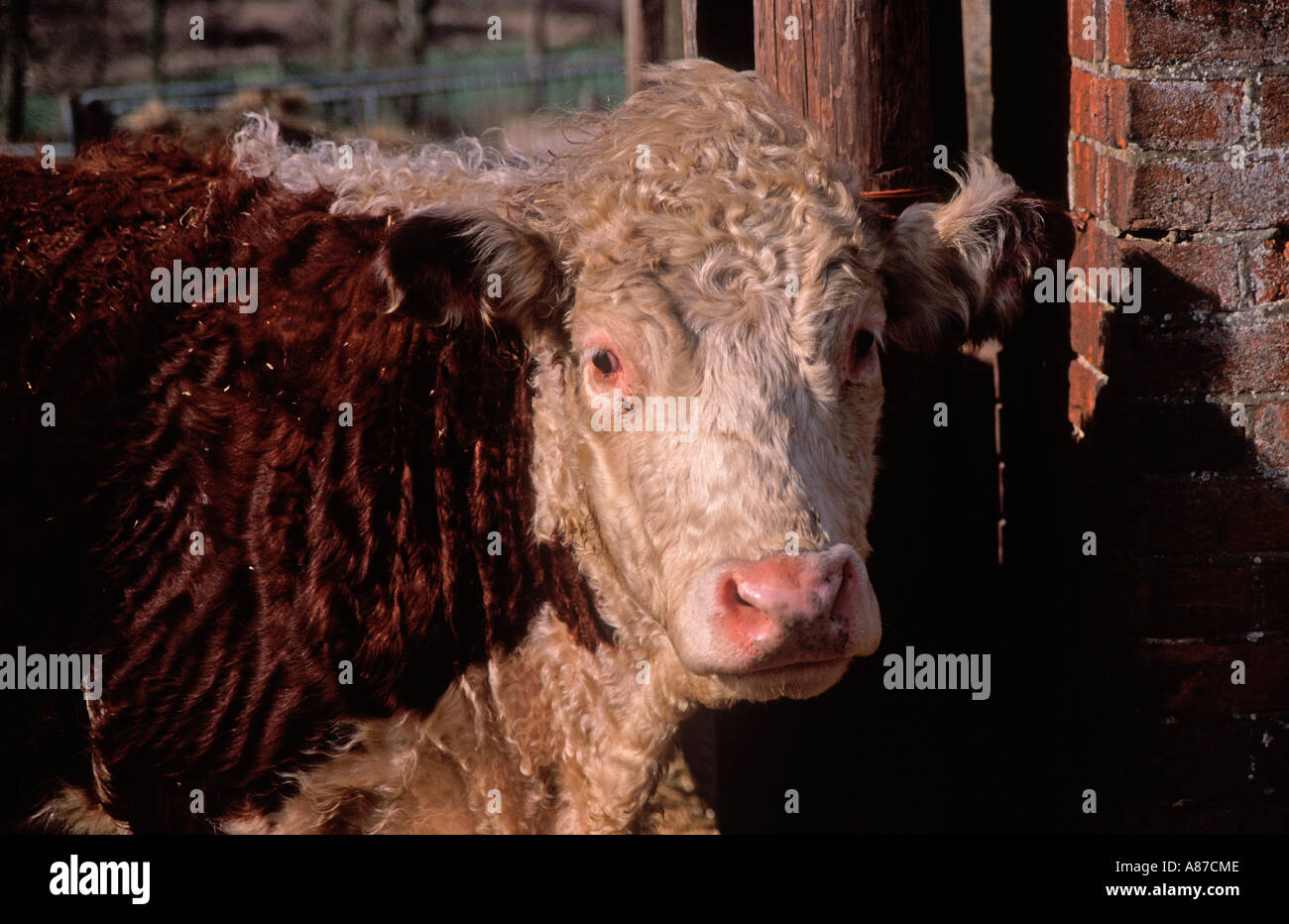 Hereford cow face Stock Photo - Alamy