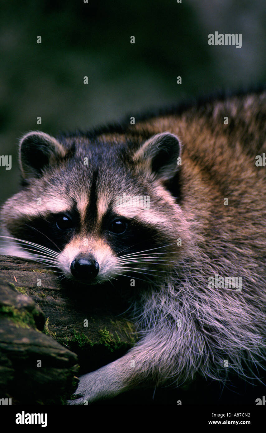 Raccoon on log hi-res stock photography and images - Alamy