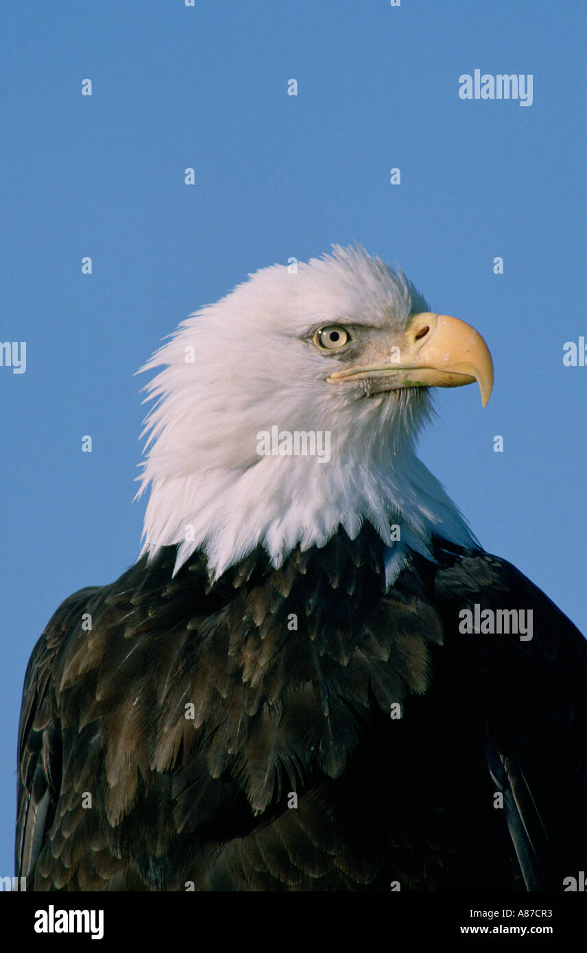 Bald eagle profile view hi-res stock photography and images - Alamy