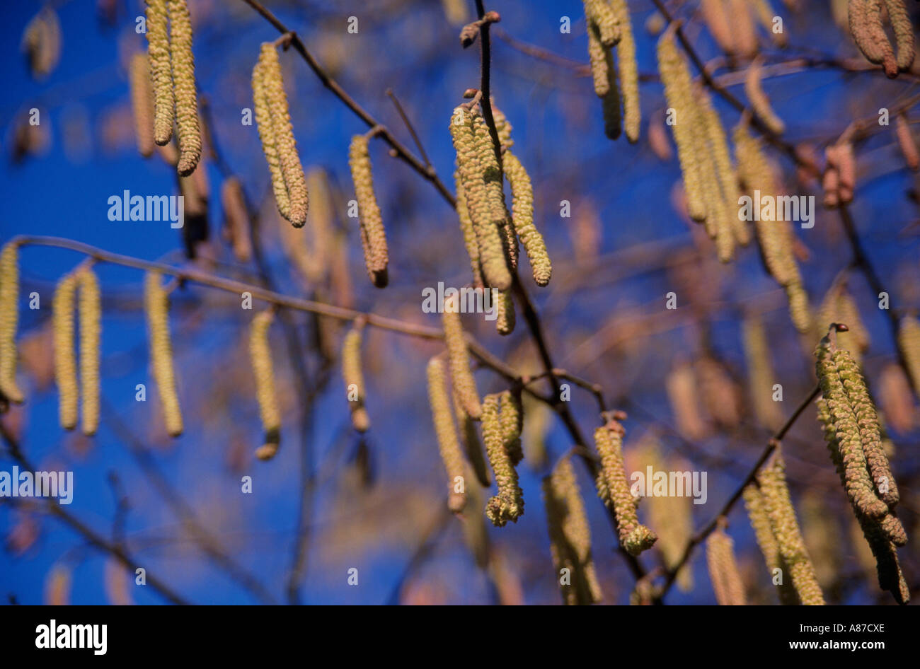 Silver Birch tree with catkins Stock Photo - Alamy