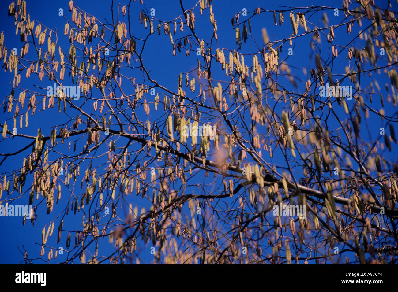Birch tree with catkins hi-res stock photography and images - Alamy