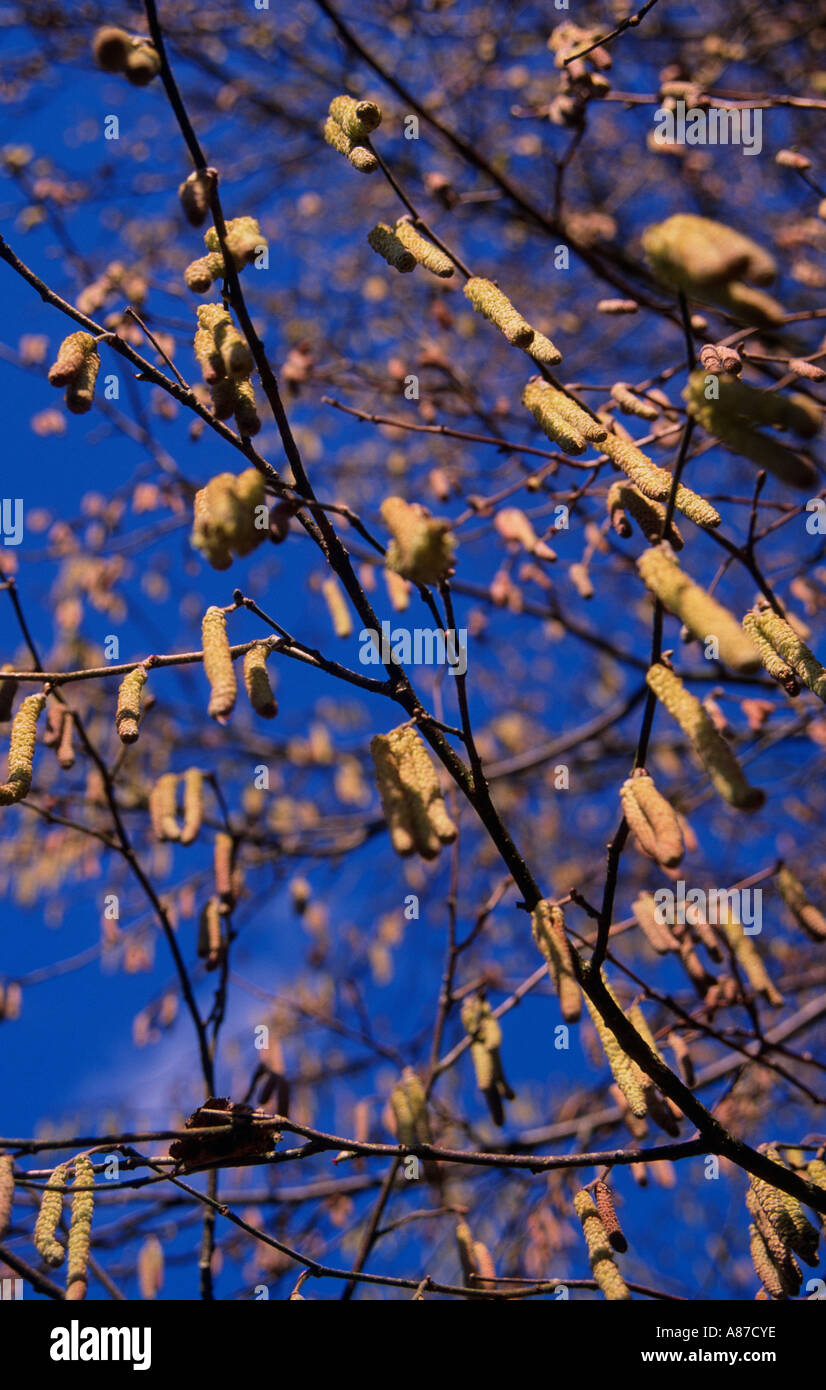 Silver Birch tree with catkins Stock Photo - Alamy