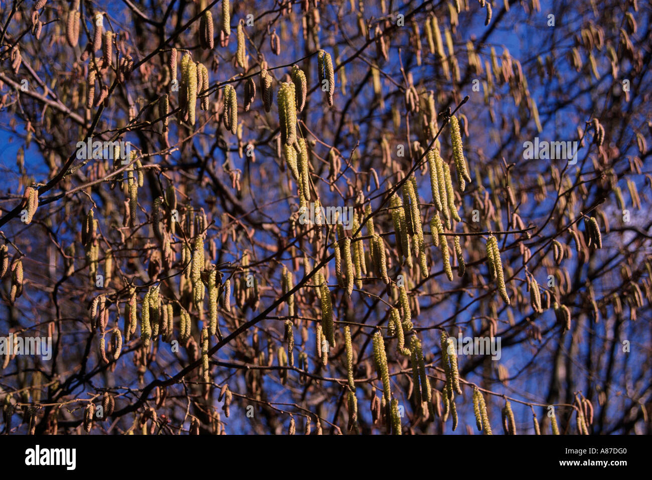 Silver Birch tree with catkins Stock Photo - Alamy