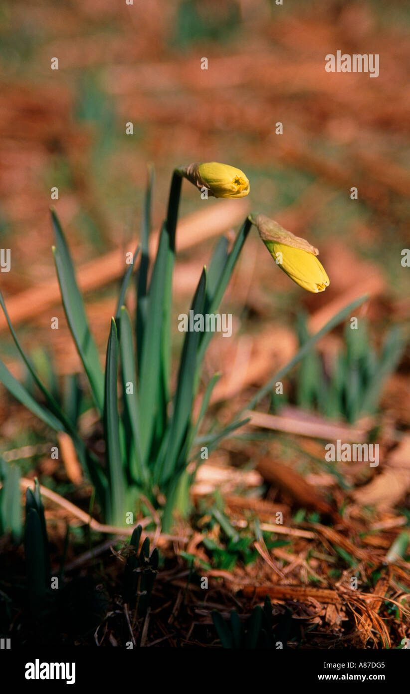 Daffodils spring bulb england hi-res stock photography and images - Alamy