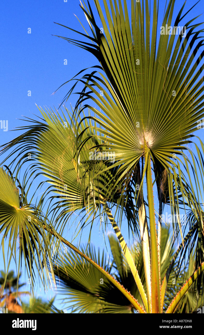 Palm tree Florida United States of America Stock Photo - Alamy