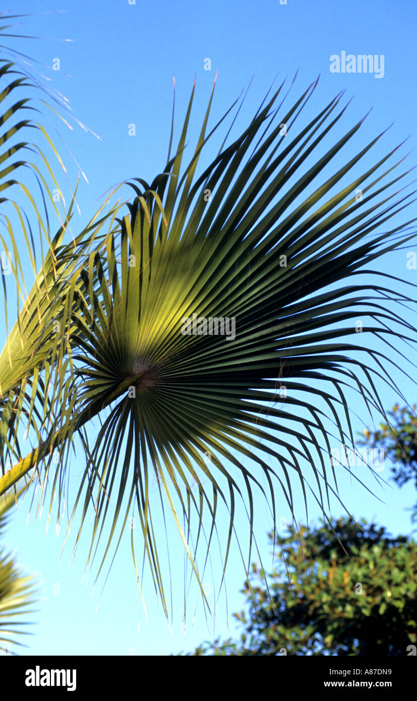 Palm tree Florida United States of America Stock Photo - Alamy