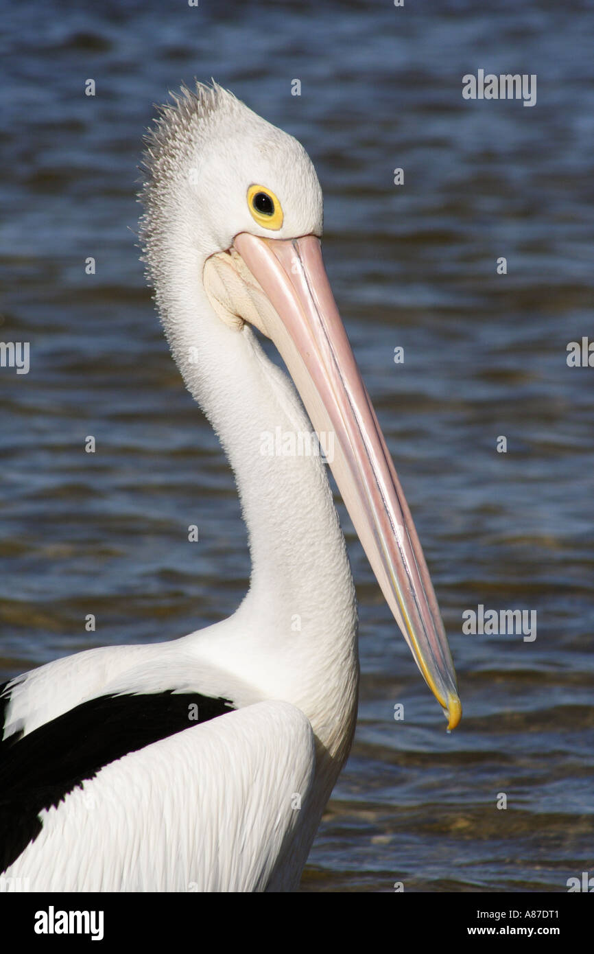Pelican with head turned hi-res stock photography and images - Alamy