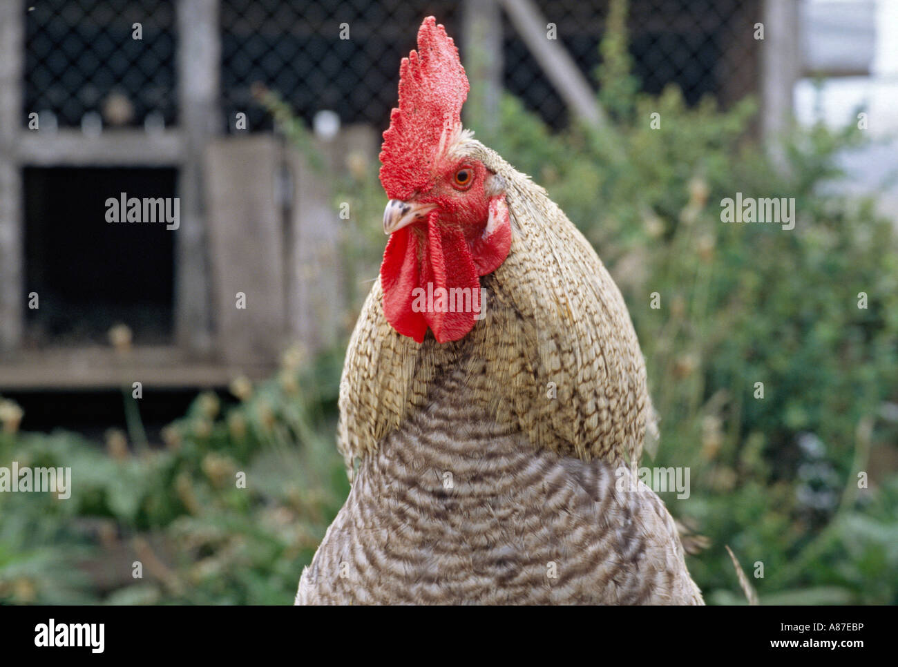 Portrait of a rooster in Chaitén Patagonia Chile Stock Photo - Alamy