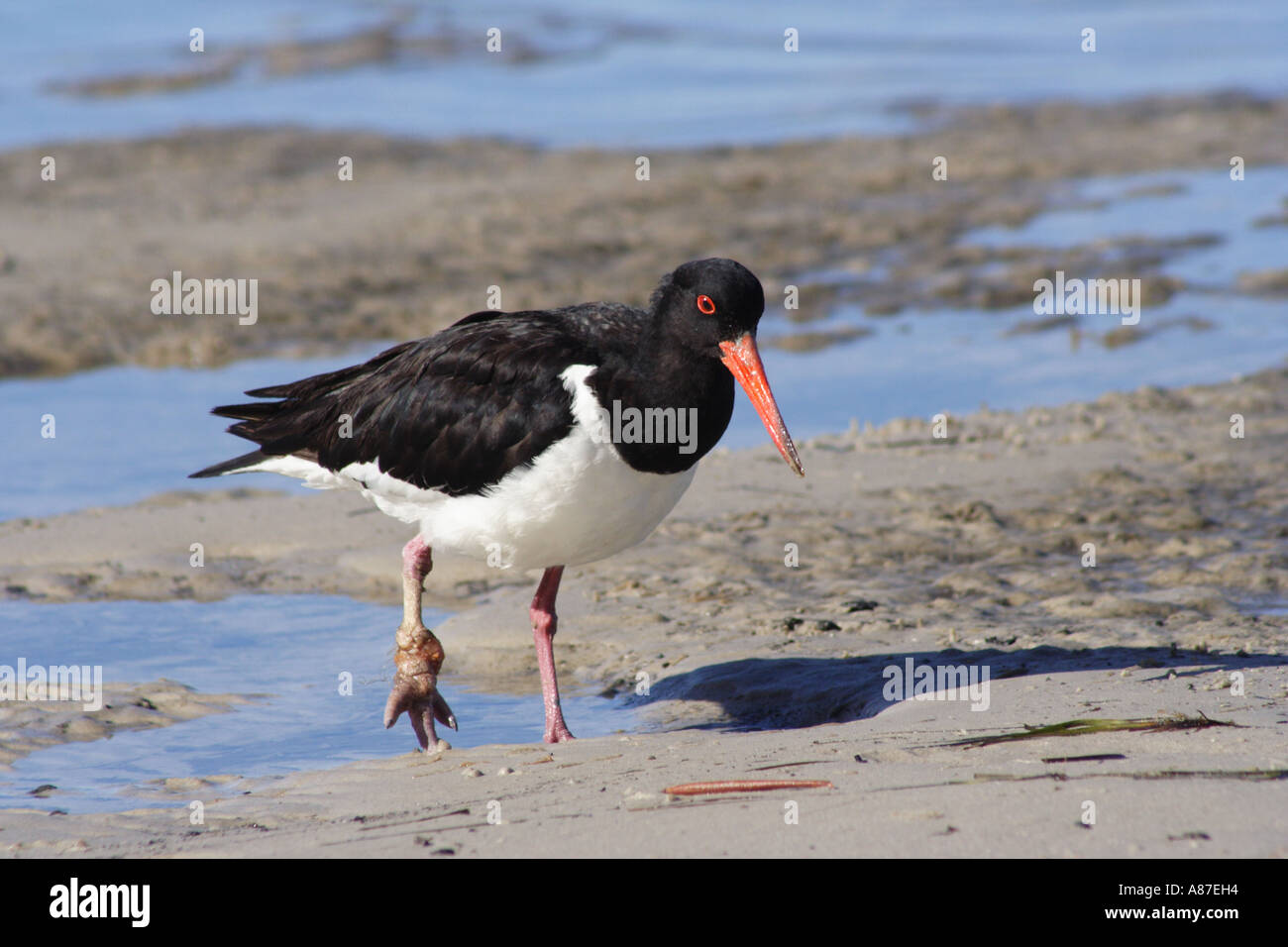 A PIED OYSTER CATHER WITH A SORE FOOT BAPDA6779 Stock Photo - Alamy