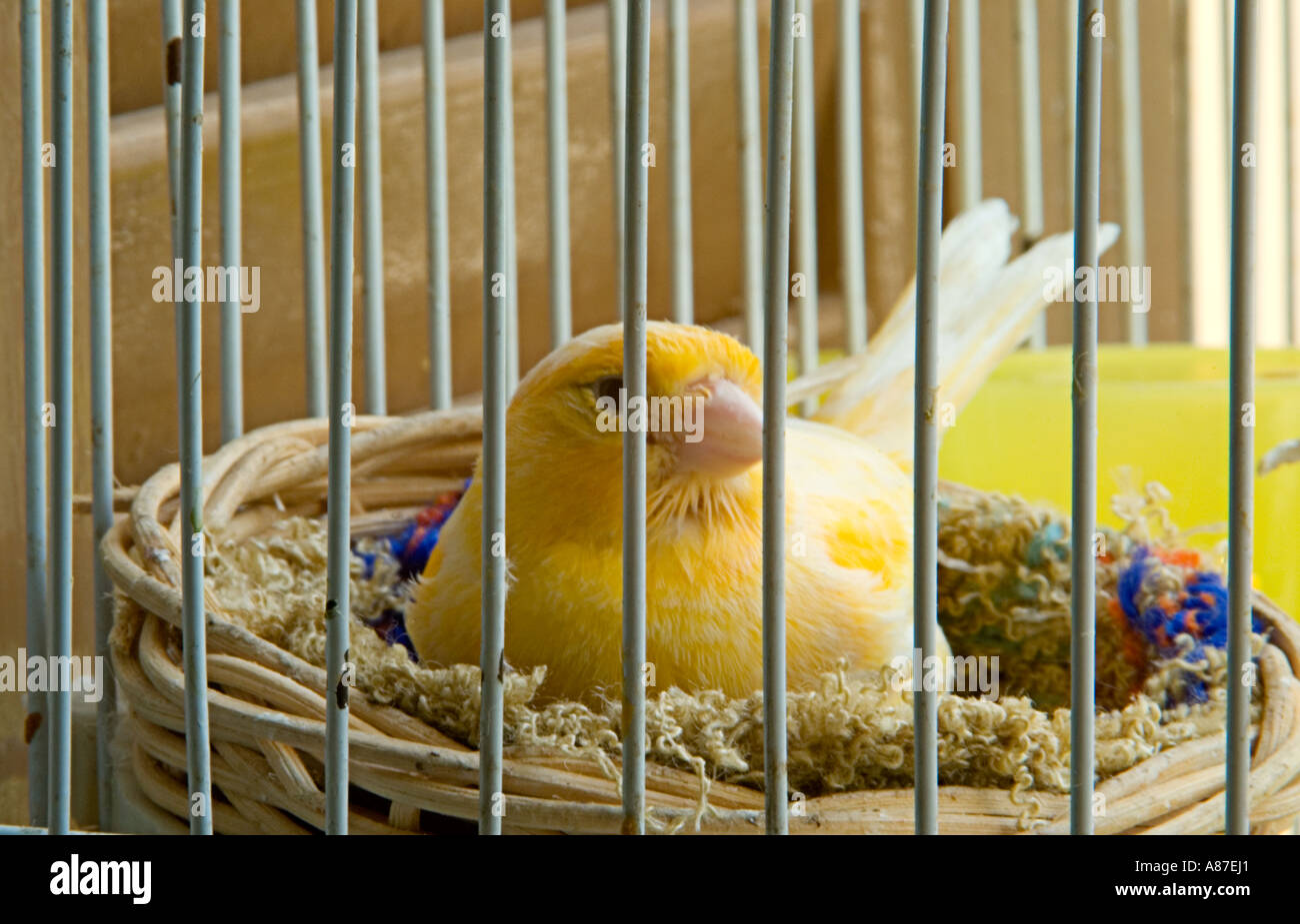 Female canary in captivity nesting her eggs Stock Photo - Alamy