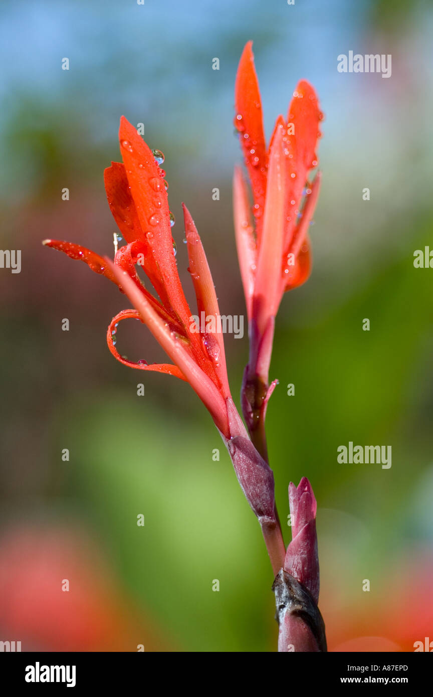 Indico hi-res stock photography and images - Alamy