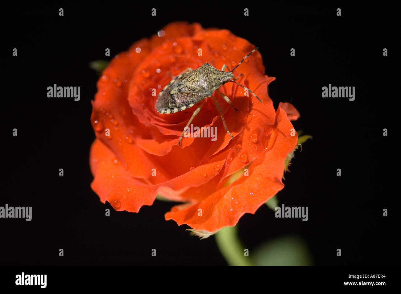 Red rose and bug Stock Photo - Alamy