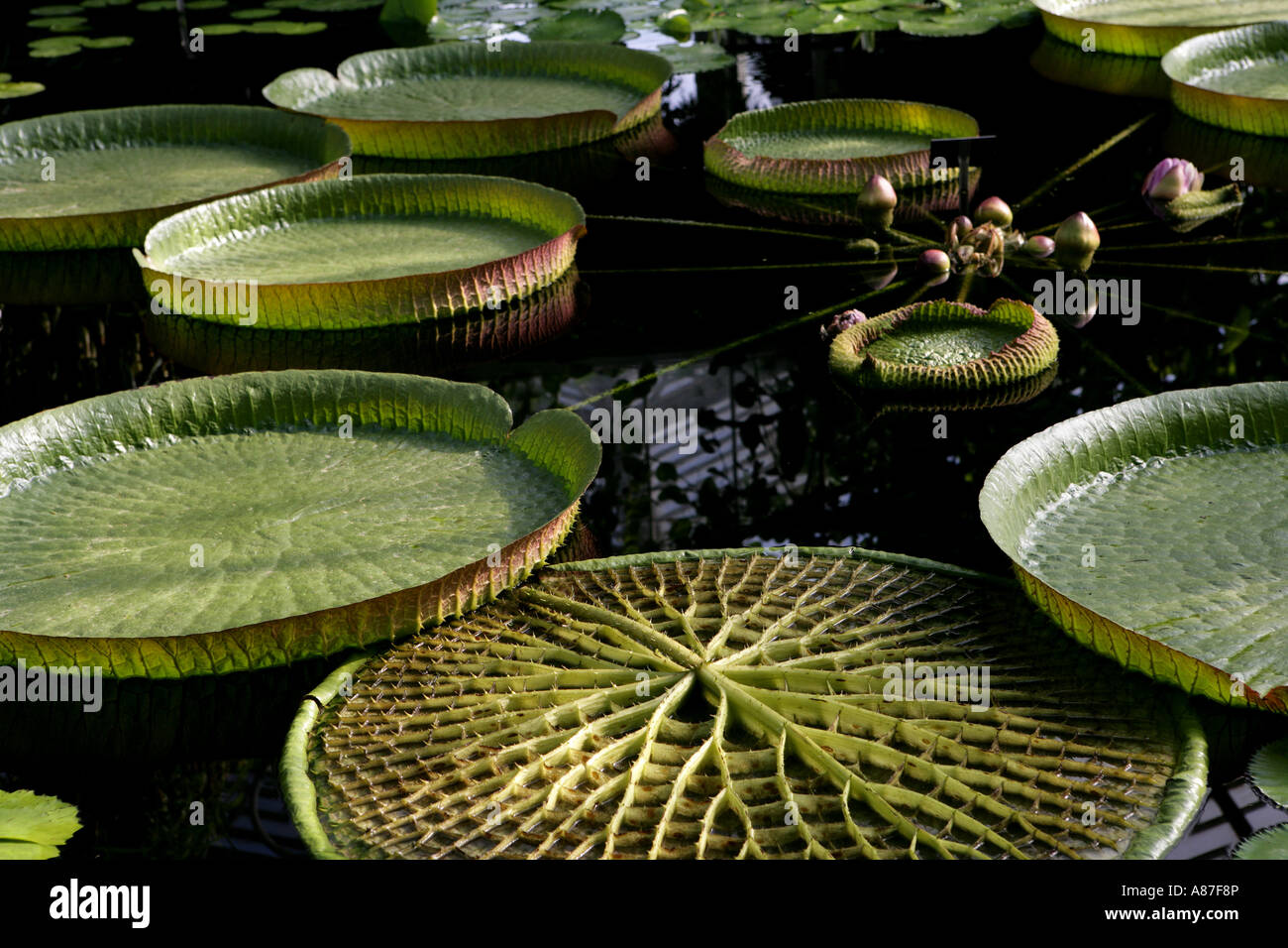 Lotus leaves floating on water Stock Photo - Alamy