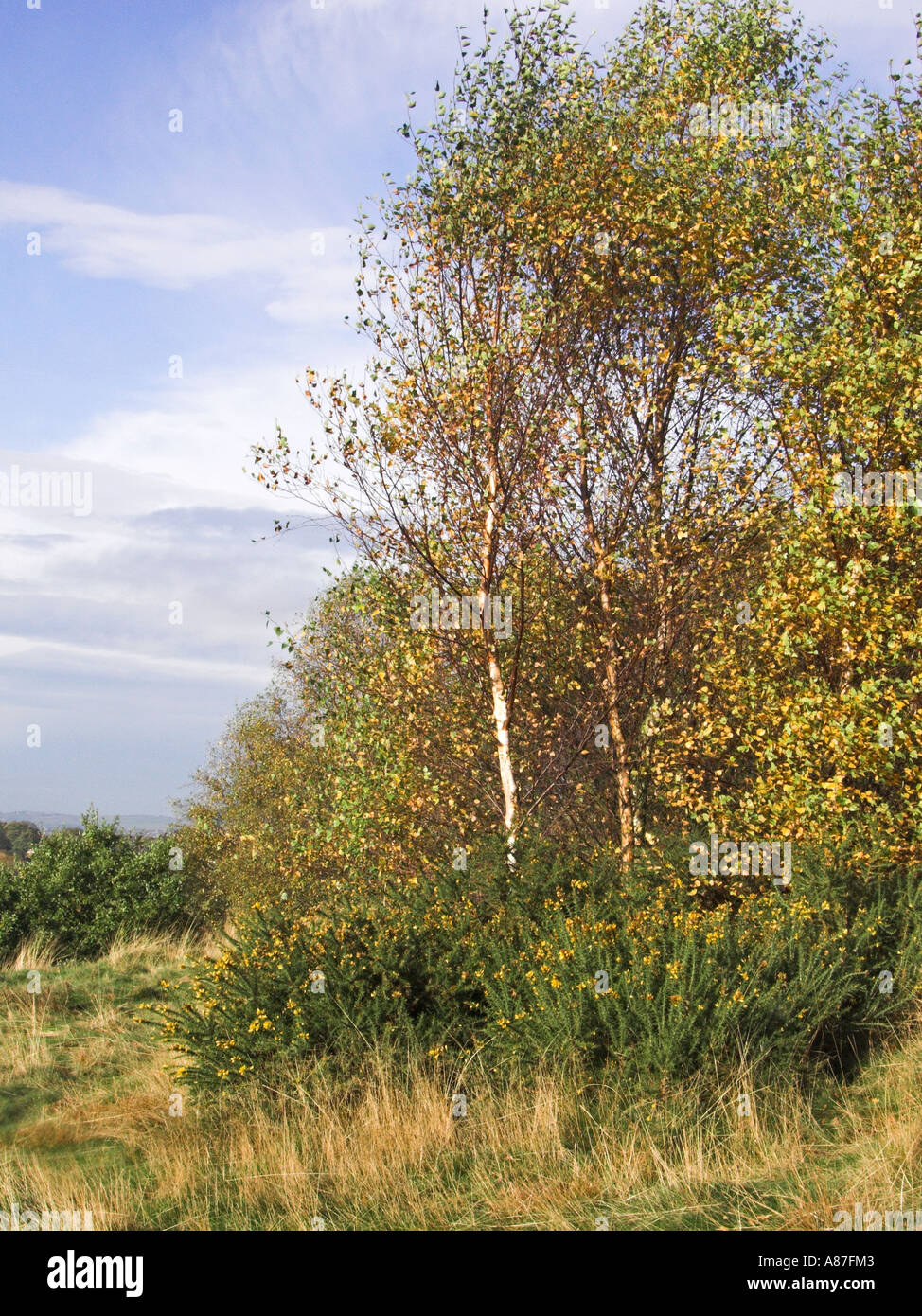 Silver birch seeds hi-res stock photography and images - Alamy