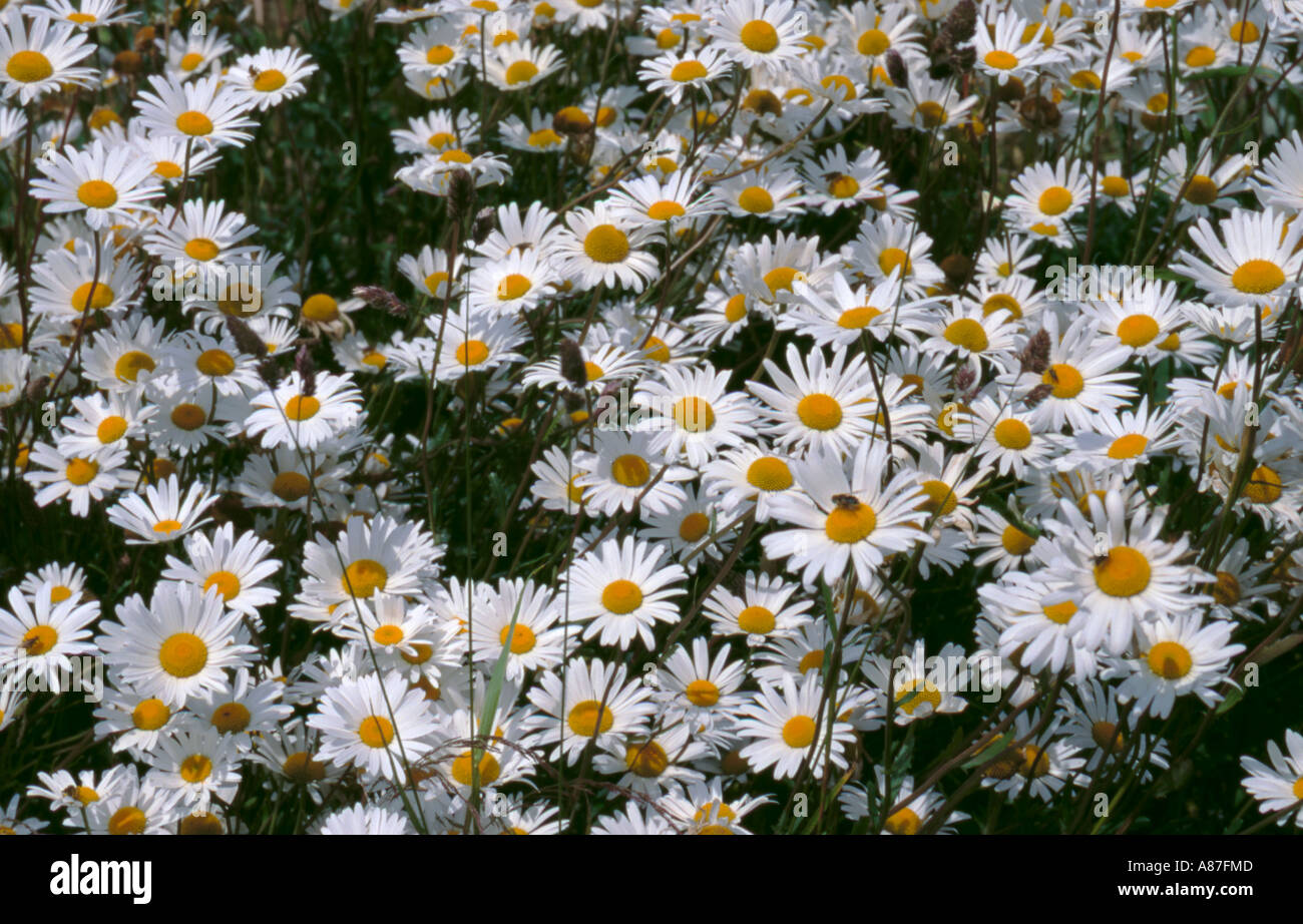 Ox eye Daisies (Leucanthemum vulgare Stock Photo - Alamy