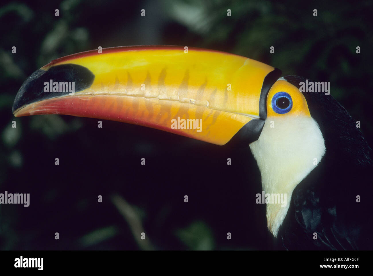 TOCO TOUCAN (Ramphastos toco) Iguazu national Park BRAZIL South America ...