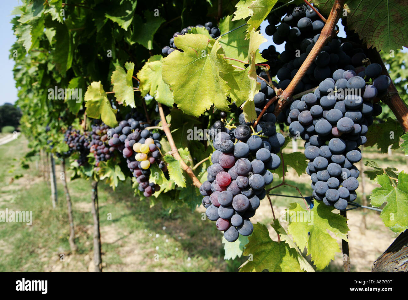 Grapes in vineyard, close-up Stock Photo - Alamy