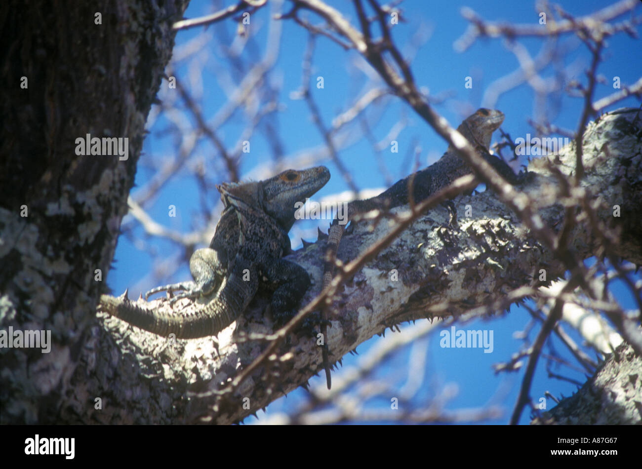 Iguana lizards climbing a tree in Costa Rica sea shore Stock Photo - Alamy