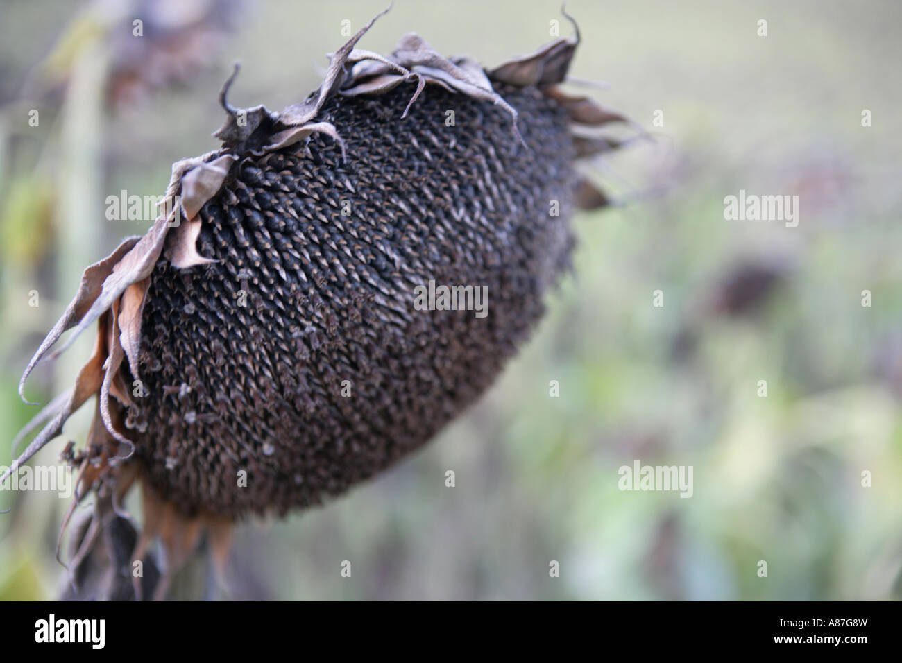 Withered sunflower, close-up Stock Photo - Alamy