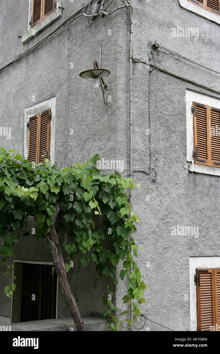 Building adorned with creepers, low angle view Stock Photo - Alamy