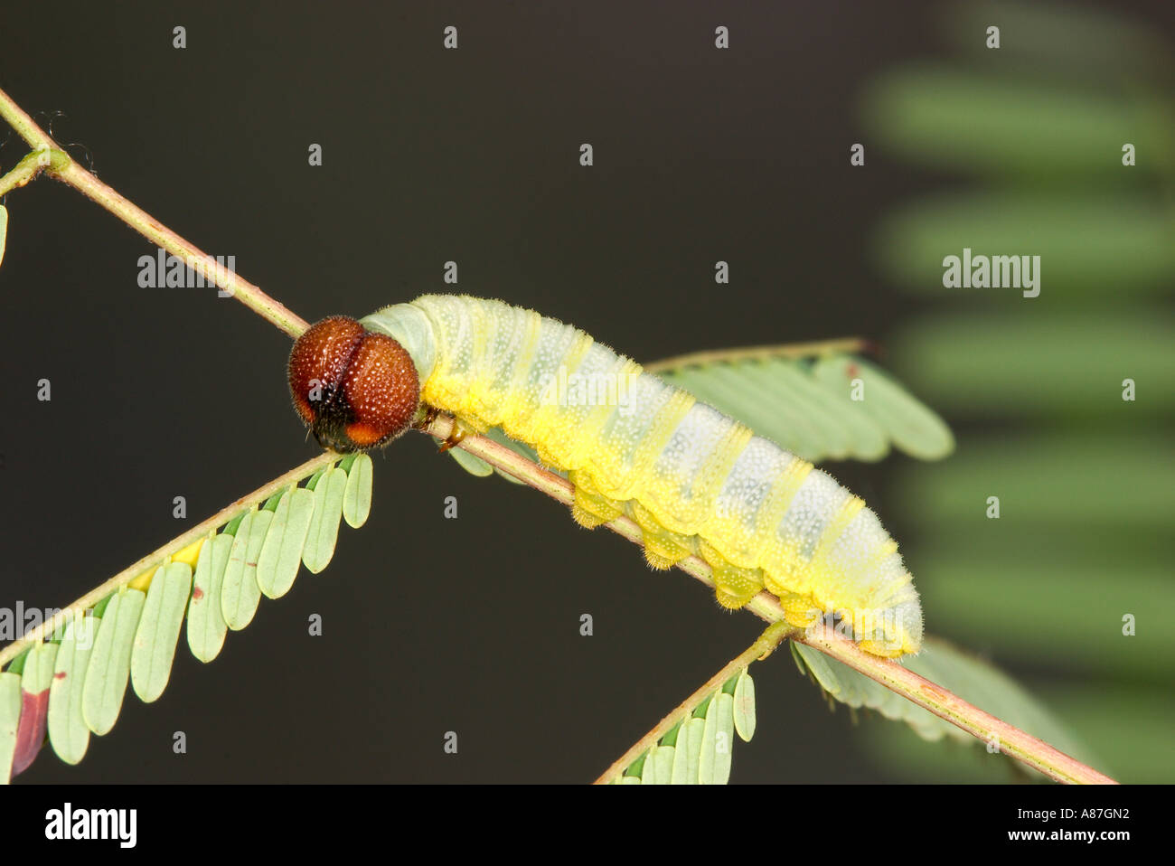 Skipper caterpillar hi-res stock photography and images - Alamy