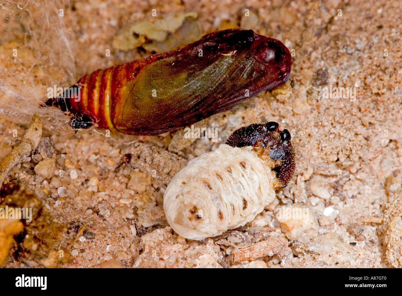 Acacia skipper hi-res stock photography and images - Alamy