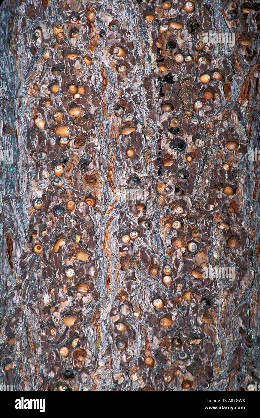 Acorn storage hi-res stock photography and images - Alamy