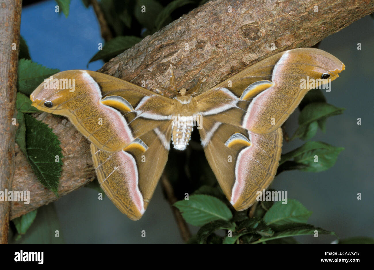 Ailanthus Silk Moth, Samia cynthia Stock Photo - Alamy