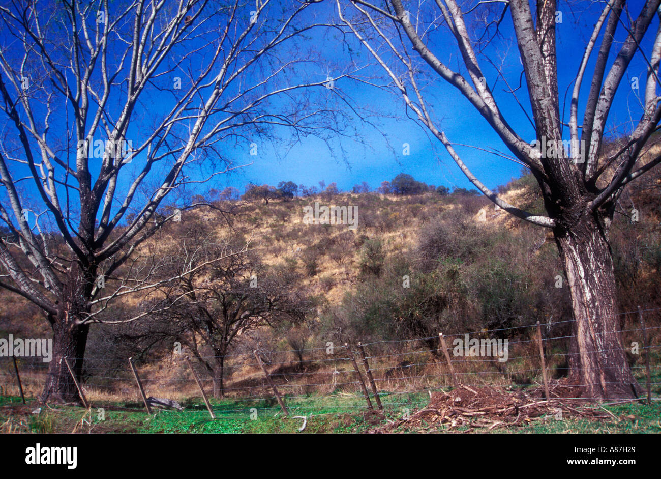 Two denuded trees at sierras de Cordoba in central Argentina Stock ...