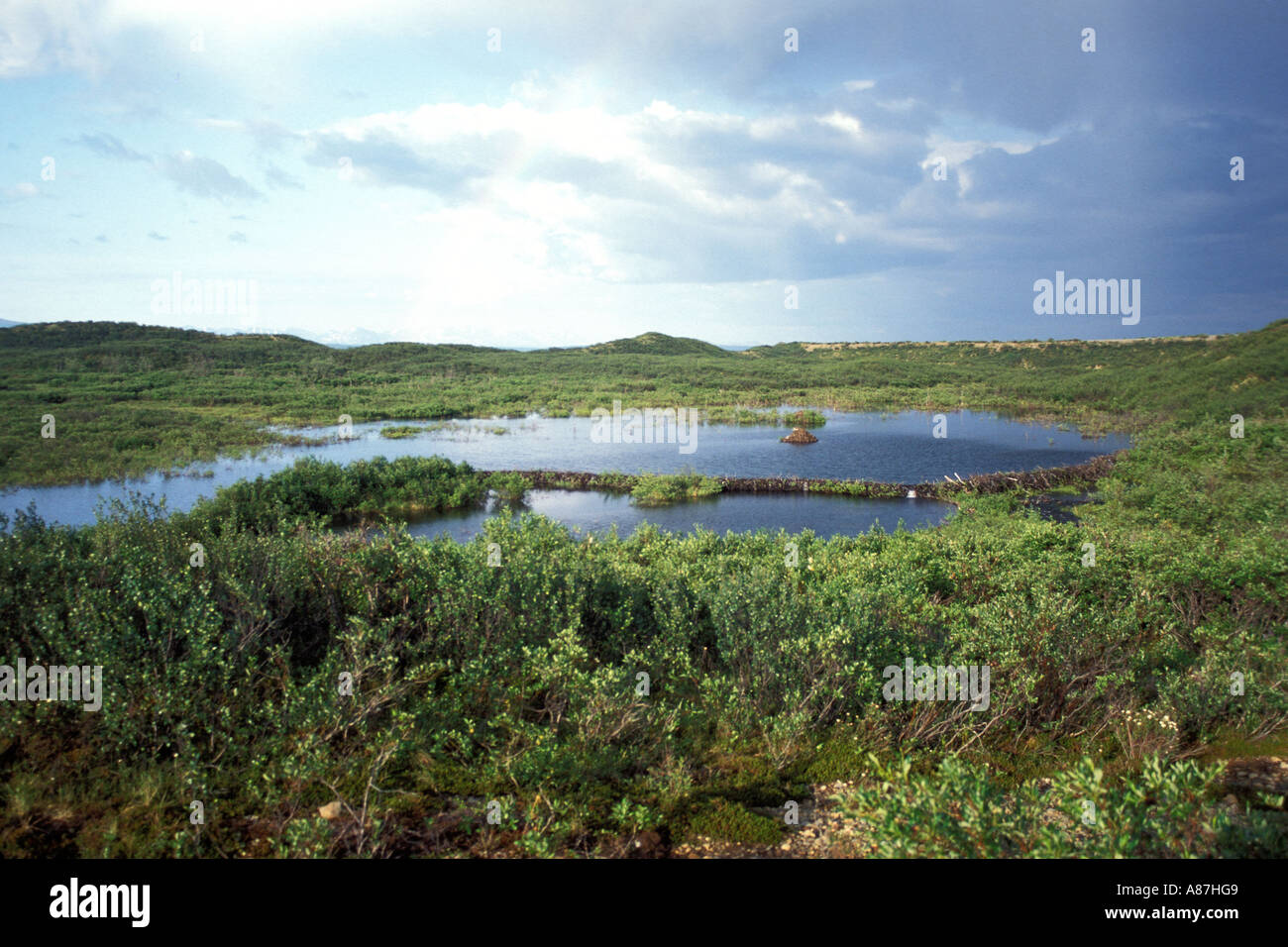 View of beaver pond surrounded by scrub alder (Alnus sp) and willow ...