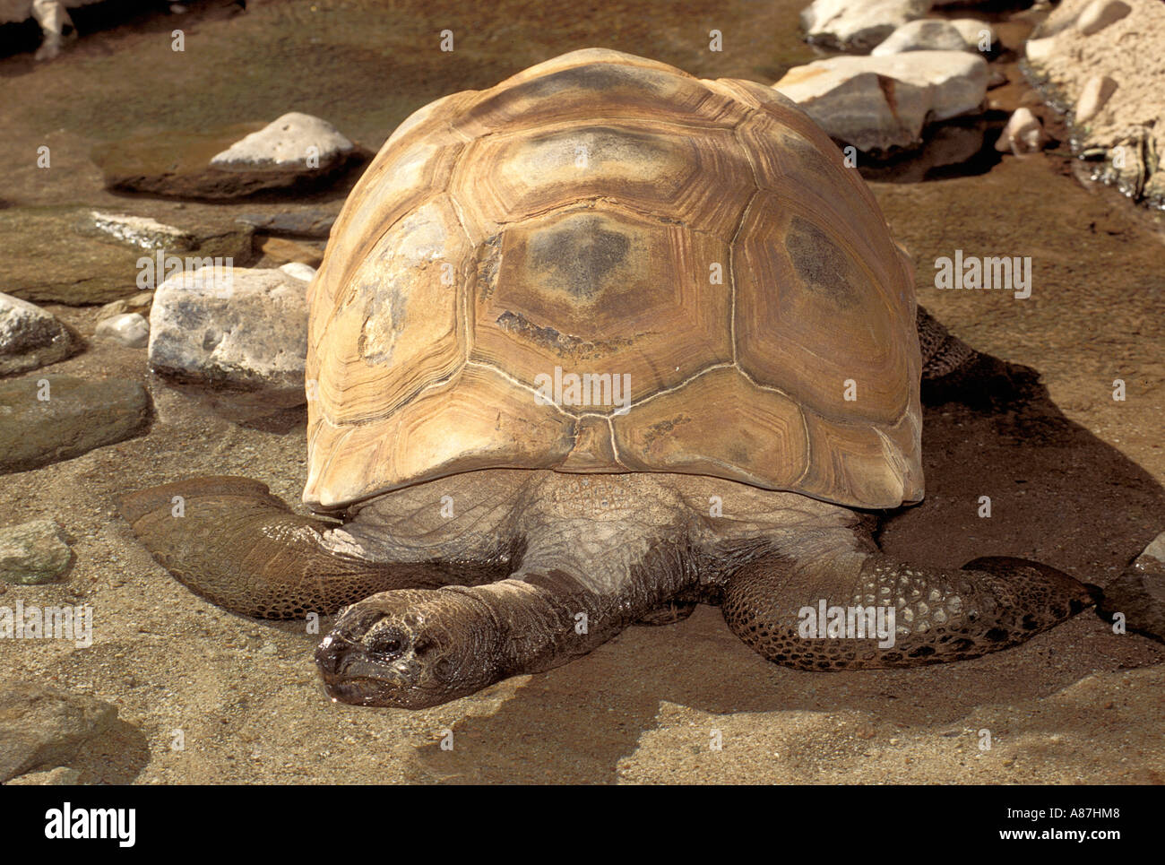 Land or greek tortoise hi-res stock photography and images - Alamy