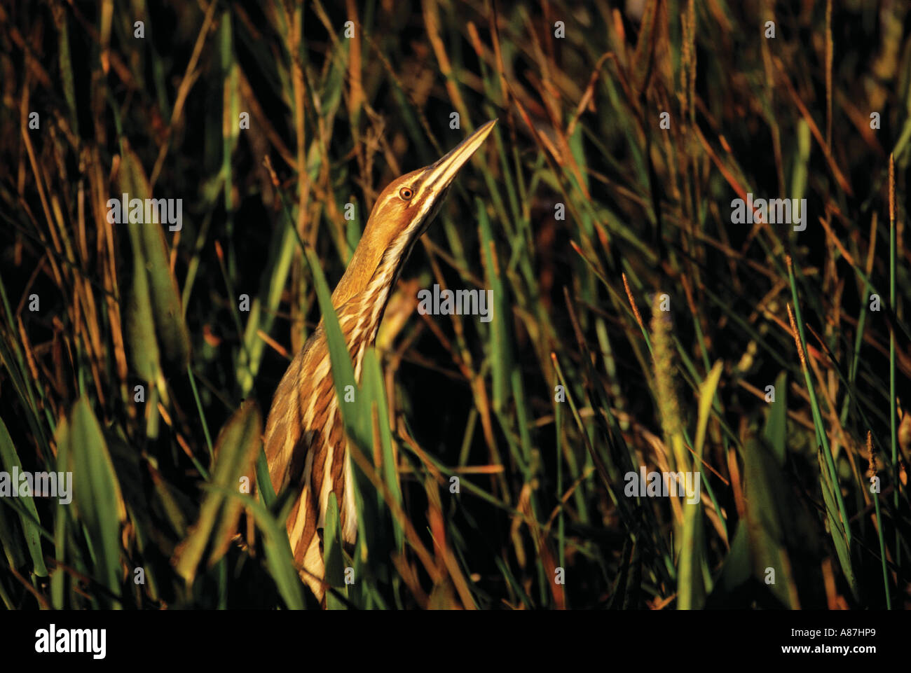 American bittern image hi-res stock photography and images - Alamy