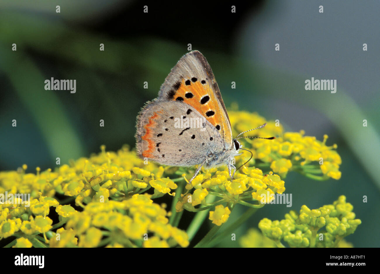 The american copper hi-res stock photography and images - Alamy