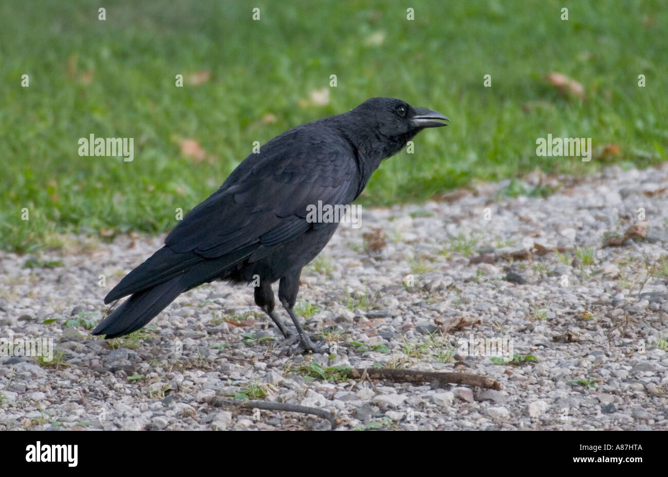 American crow calling hi-res stock photography and images - Alamy