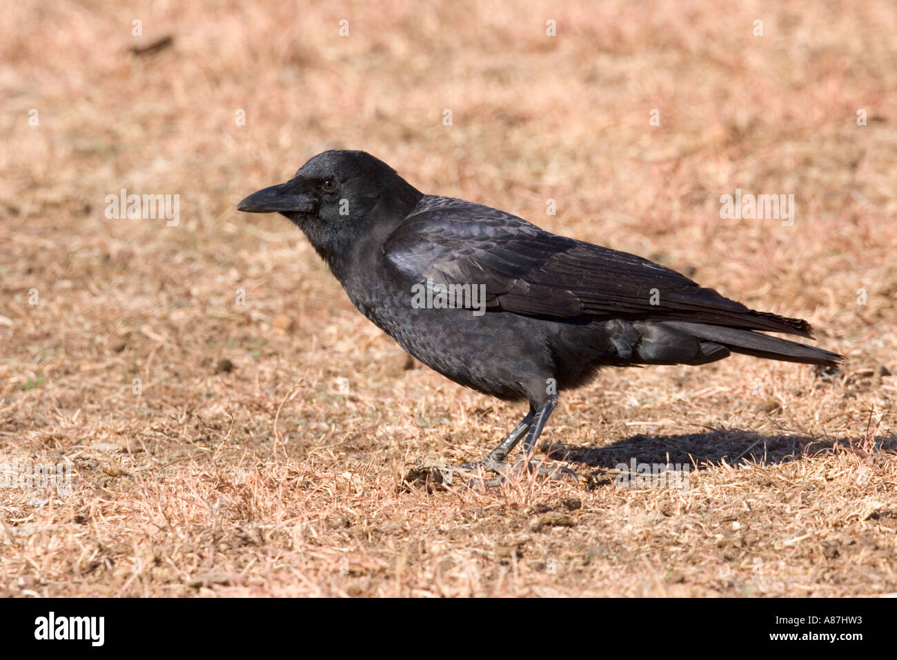 Crow behavior hi-res stock photography and images - Alamy