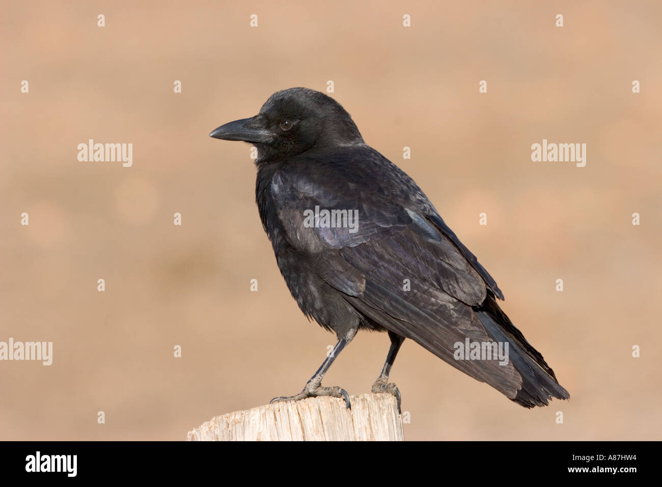Black crow image hi-res stock photography and images - Alamy