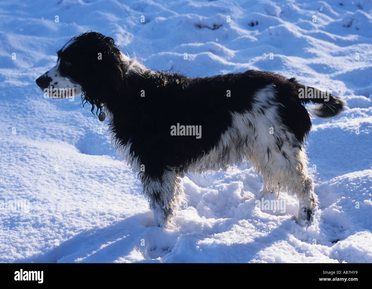 English Springer Spaniel in Snow in the Uk Stock Photo - Alamy