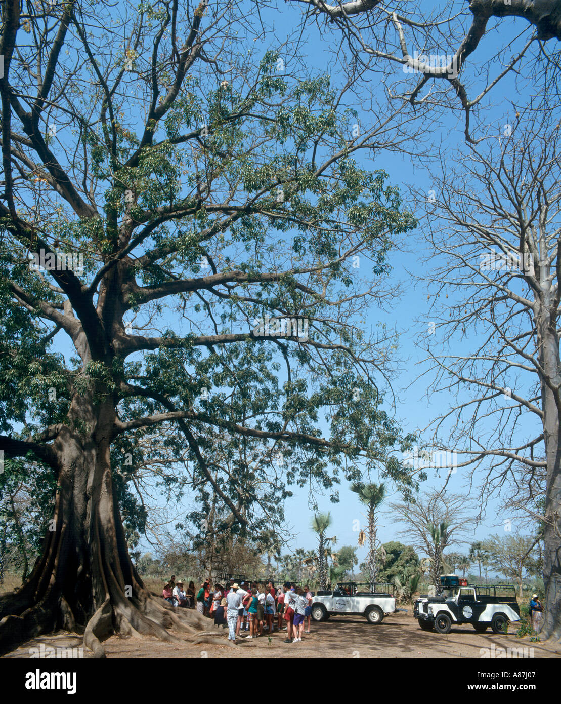 Land Rover Safari stopped by a Sacred Tree, The Gambia, West Africa ...