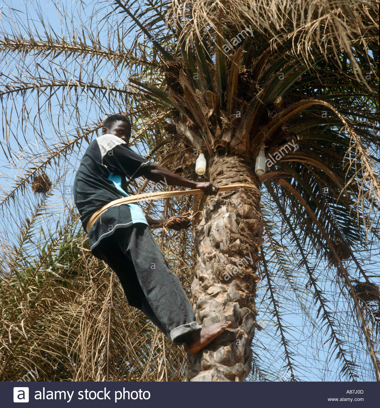 Palm wine tapper collecting fermented sap from hanging bottles, The ...