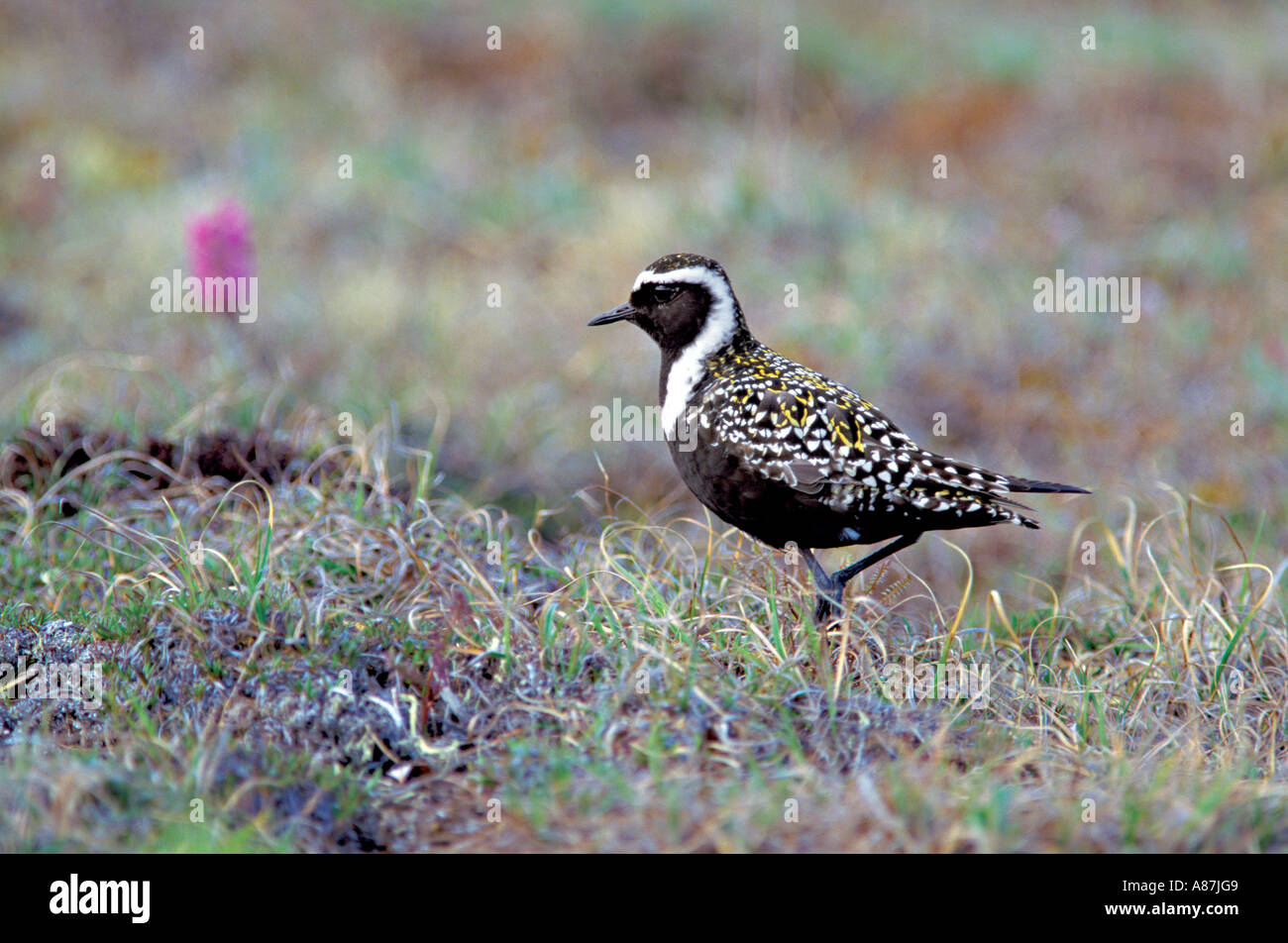 American Golden Plover Stock Photo - Alamy