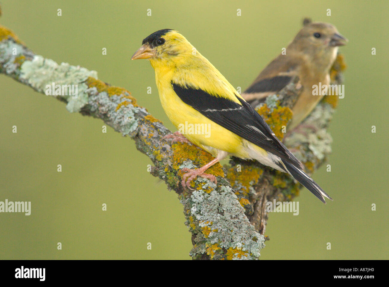 American goldfinch breeding plumage hi-res stock photography and images ...