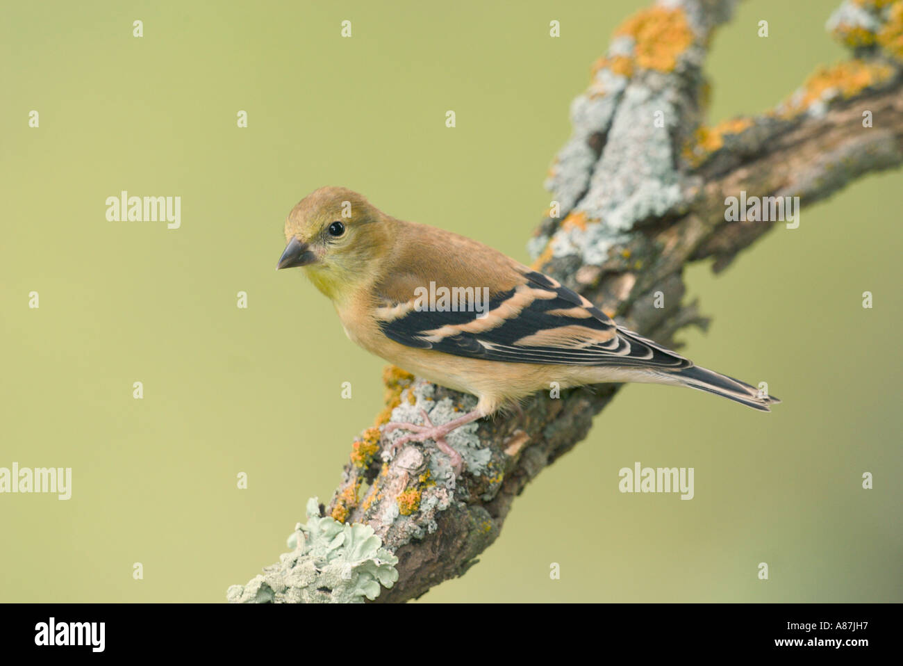 Juvenile american goldfinch hi-res stock photography and images - Alamy