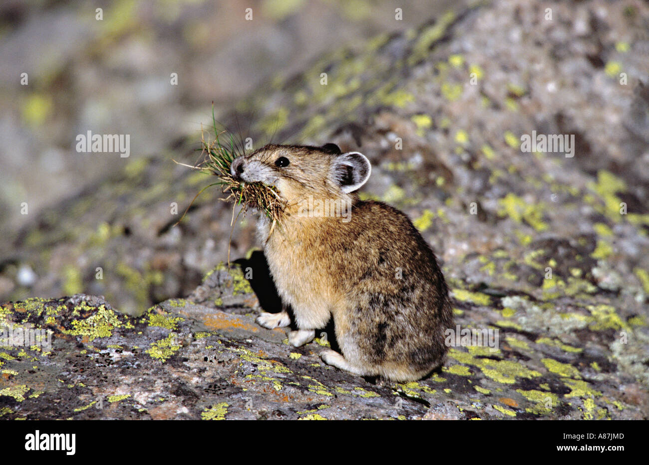 American Pika Ochotona princeps Red Mountain Pass COLORADO USA Adult ...