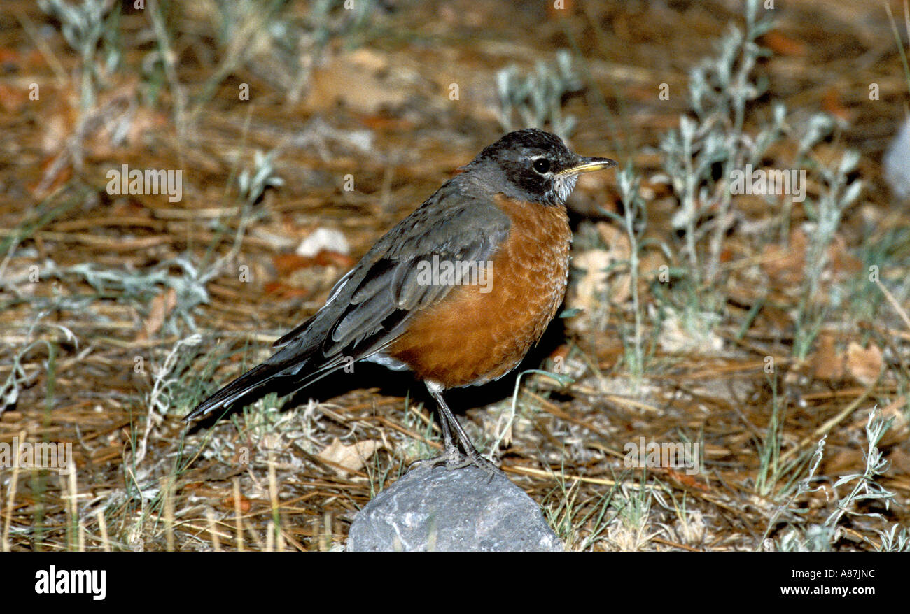 American robin on mountain hi-res stock photography and images - Alamy