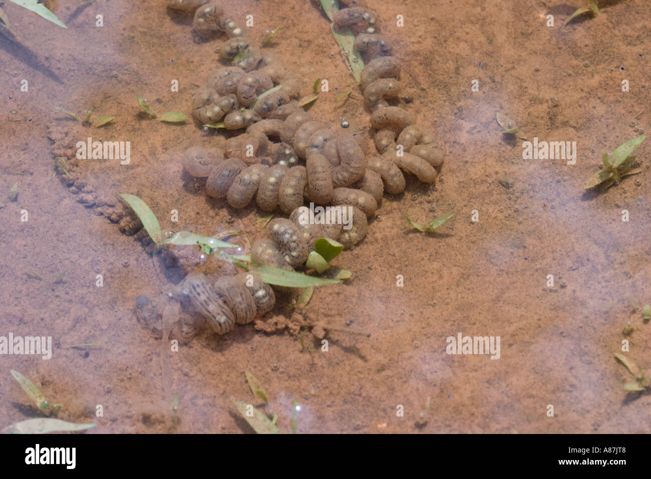 American Toad eggs Stock Photo - Alamy