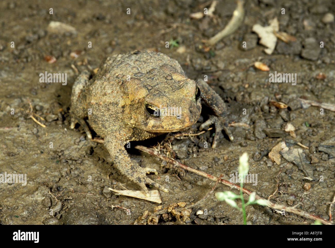 Dwarf American Toad Stock Photo - Alamy