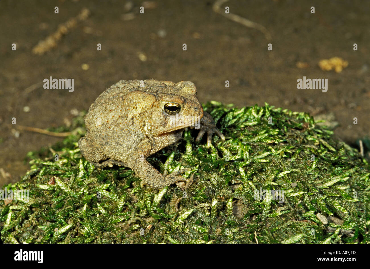 Dwarf American Toad Stock Photo - Alamy